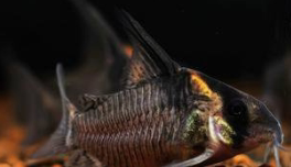 Black sword red -headed rat fish South American rare imported rats in ...