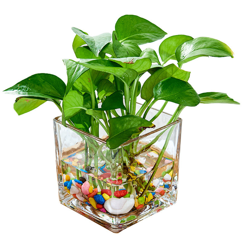 Hydroponic Utensils Creative Glass Flowerpots Water-Cultured Plant ...