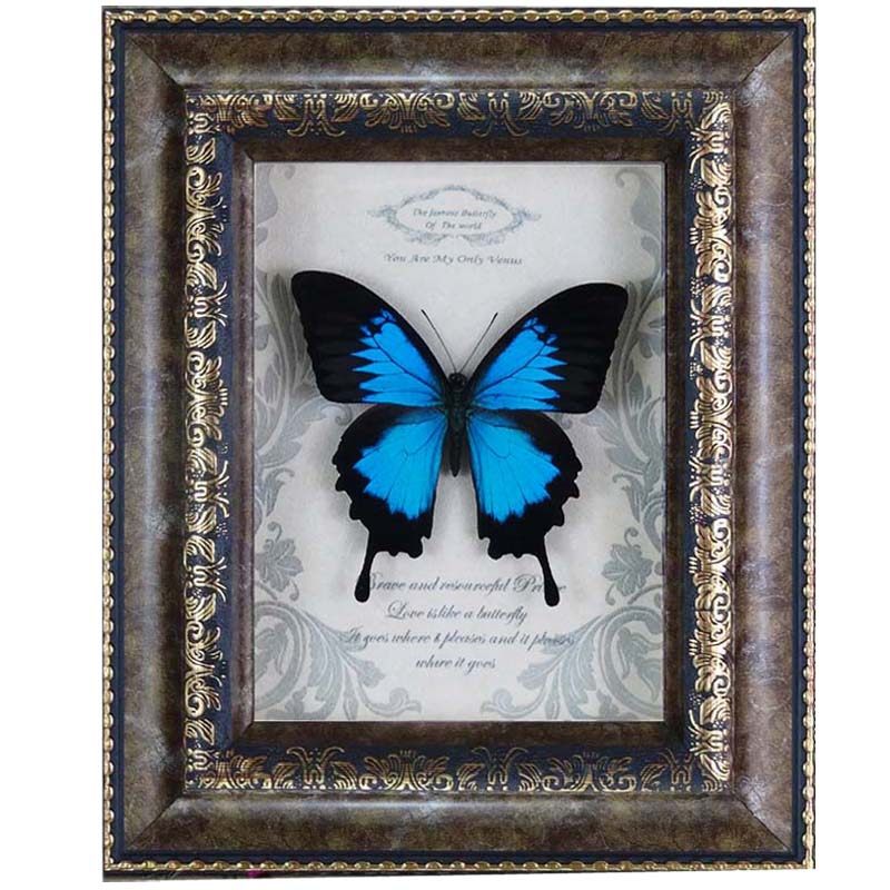 Real Butterfly Specimen Set in European-Style Frame for Home Decor