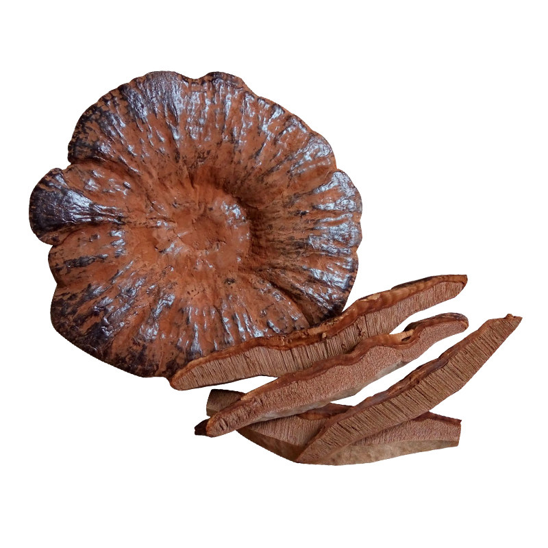 Deep Mountain Picking Natural Wild Purple Ganoderma Lucidum with Spore ...