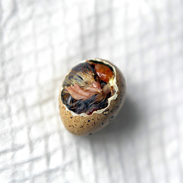 Quail eggs can hatch quail eggs, fertilized eggs, ordinary quail eggs