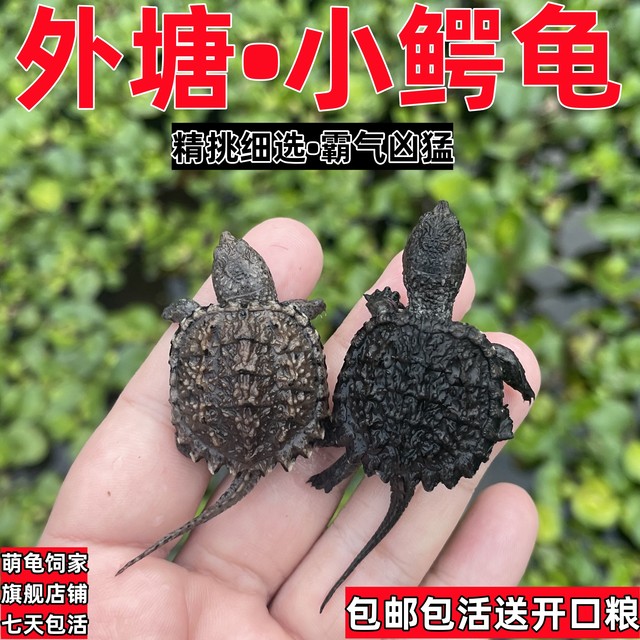 North American small snapping turtle hybrid Buddha snapping turtle ...