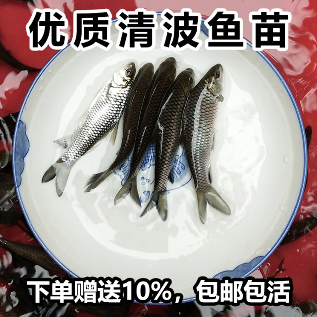 Qingbo fish seedlings Freshwater farming, consumption of local rare ...