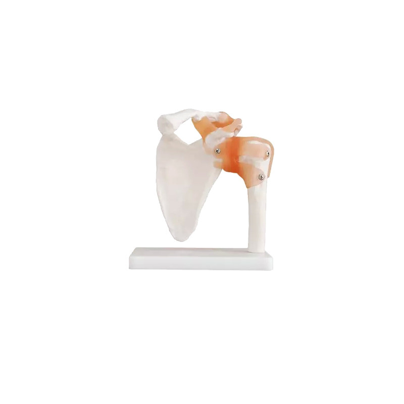 Large Shoulder Joint Model with Ligaments and Scapula - Orthopedic ...