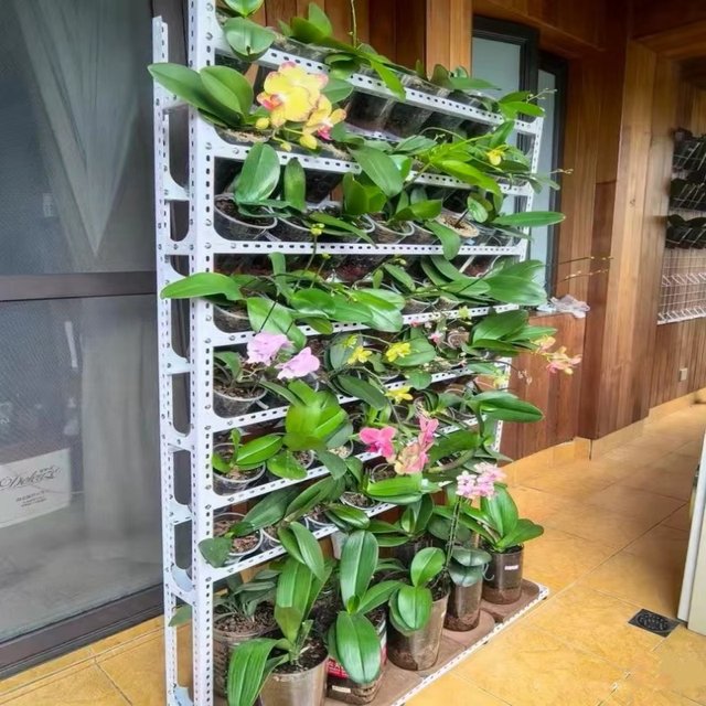 Phalaenopsis rack standing rack mobile orchid indoor and outdoor rack ...
