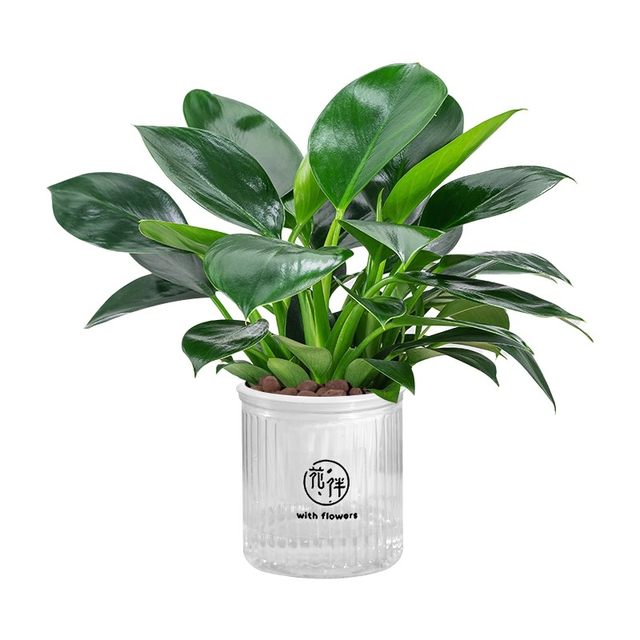 Boutique Gold Diamond Plant Plants Green Princess Hydroponic Green ...