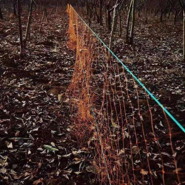 Yellow Tire Line Gray Nylon Orchard Protection Network Blocking Net ...