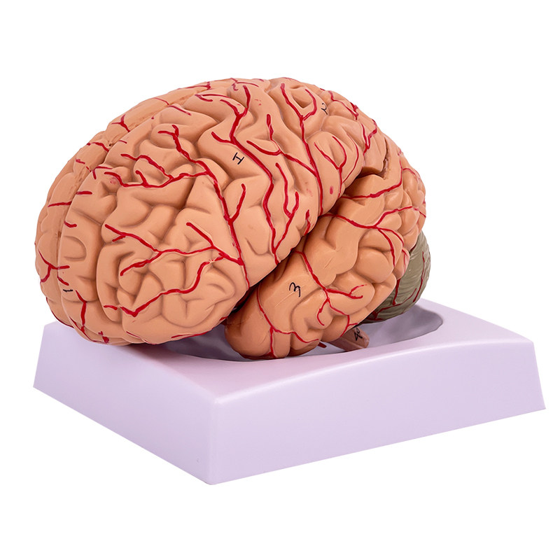 1 1 Brain Function Partition Medical Teaching Model Cortical Partition Brain Model