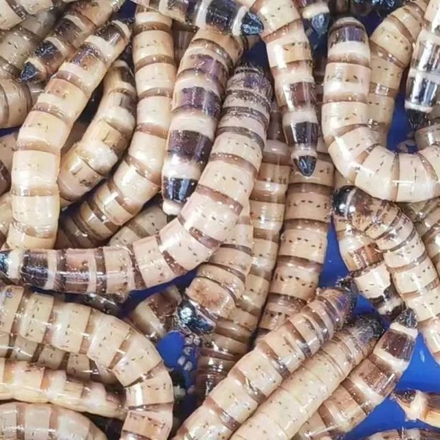 Barley worms, live worms, mealworms, large mealworms, golden arowana ...