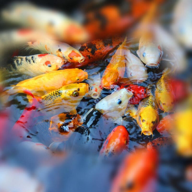 New Koi Live Fish Japanese Red and White Showa White Writing Cold Fish ...