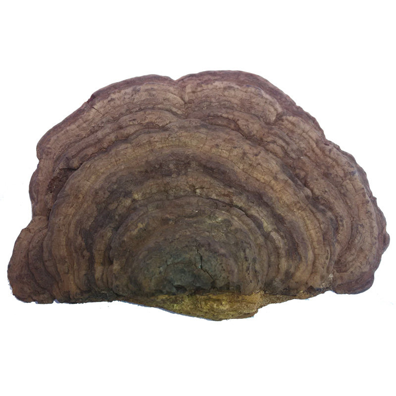 Extra Large Wild Ganoderma Lucidum Soap Fungus Ear Qingzhi Bubble Tea ...