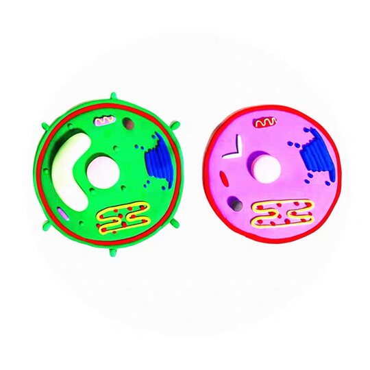 Eukaryotic Cell Model Kit | DNA Double Helix Structure