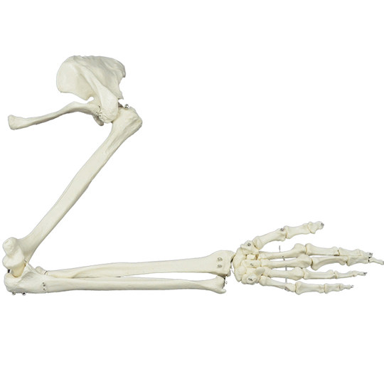 Human Hand Bone Model - Upper Limb, Lower Limb, Leg, Femur, Humerus ...