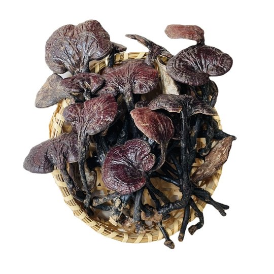 Hainan Wild Ganoderma Lucidum Premium Bamboo Ganoderma for Immunity and ...