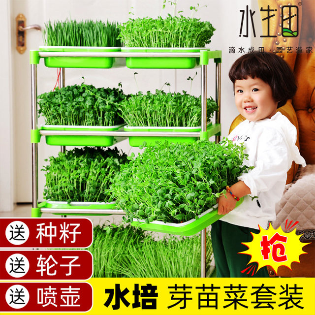Bean sprouts germination pot sprouts vegetable seedling tray soilless ...