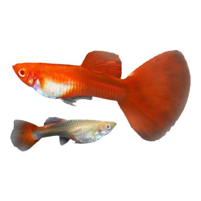 Peacock tropical ornamental fish fry freshwater cold water small fish ...