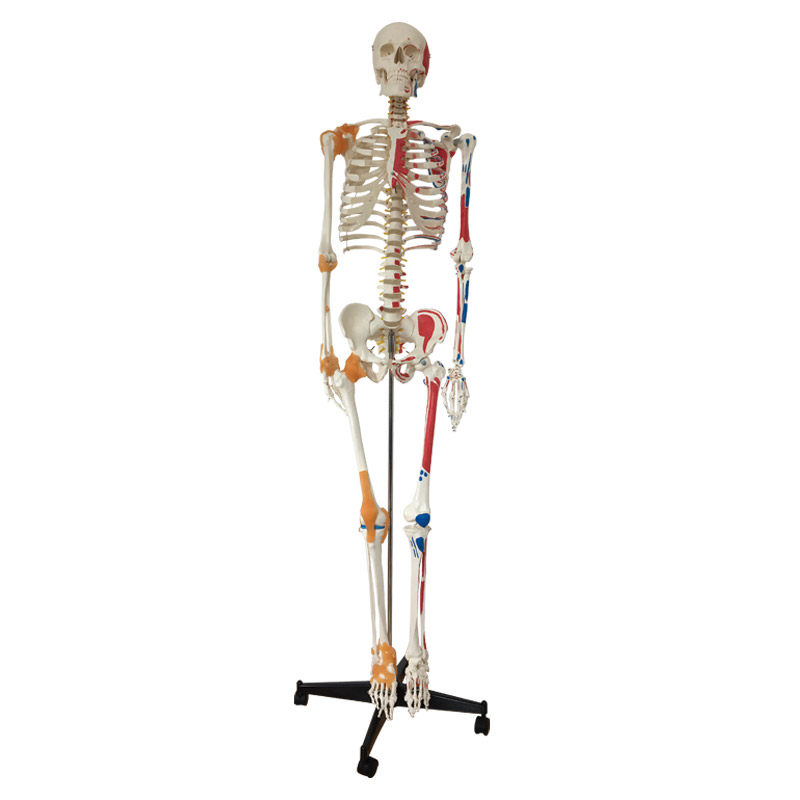 180cm Model Lidské Kostry - Odnímatelná Anatomie pro Lékařské Studium