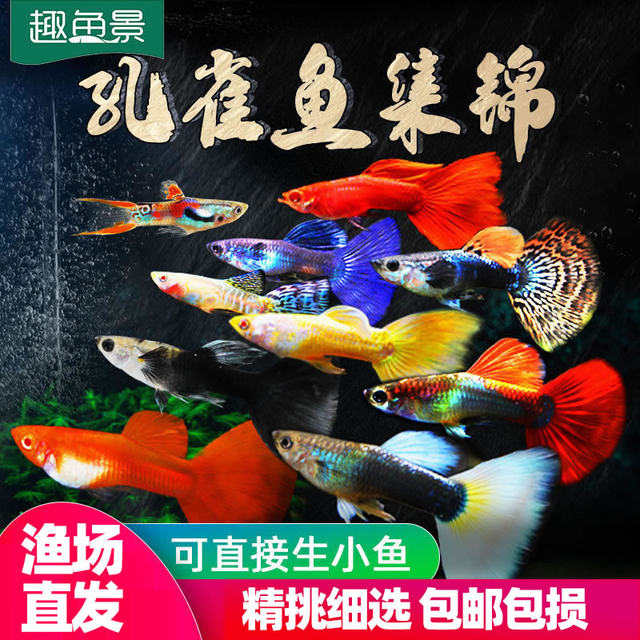 Peacock tropical ornamental fish fry freshwater cold water small fish ...