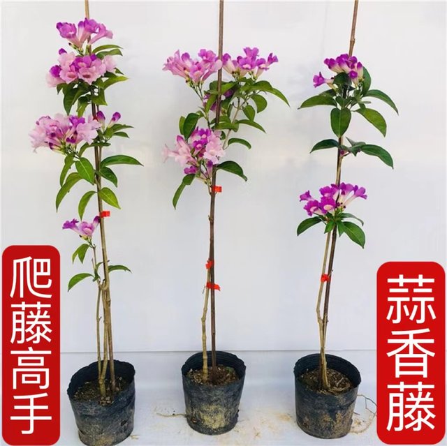 Timber -climbing plant garlic vine flower seedlings purple bell rattan ...