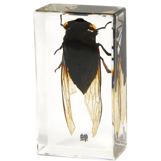 Kindergarten Teaching Specimen Box - Real Animal Insect Specimen Set ...