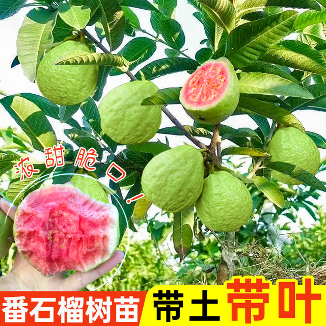 Grafted guava saplings red heart guava pearl seedless guava potted ...