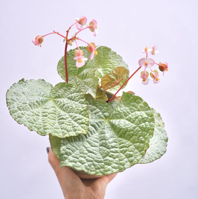 Marble Begonia Good Potted Popular Popular Planted Cross -Observation ...