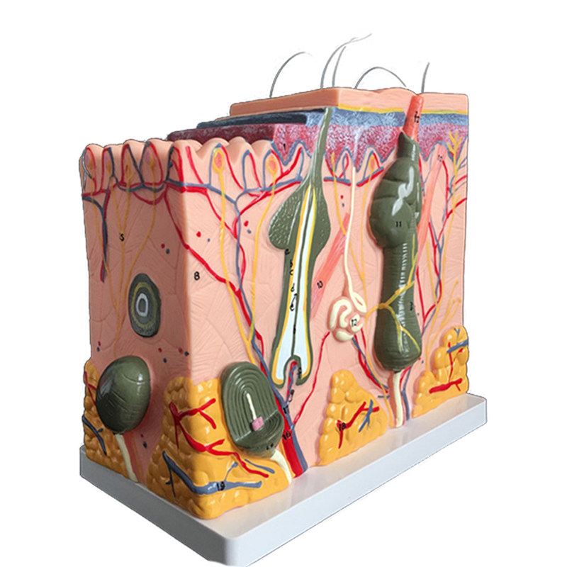 Human Skin Anatomy Model with Magnification and Micro Plastic Demonstration
