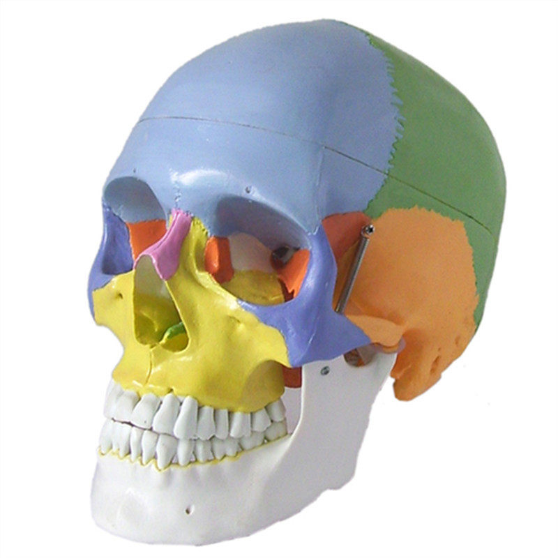 Resin Skull Anatomy Model - Human Skeleton Art