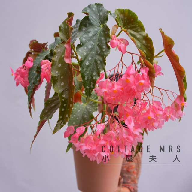 Tear Pearl Begonia indoor living room balcony window sill potted ...