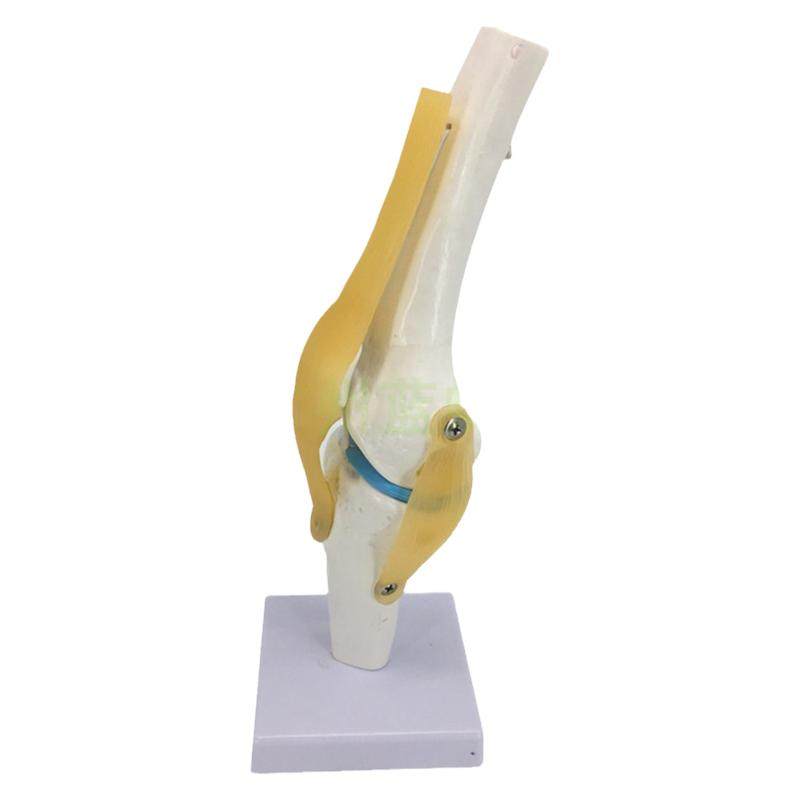 Human Knee Joint Function Model - Bone Joint Model, Kneecap Patella Model