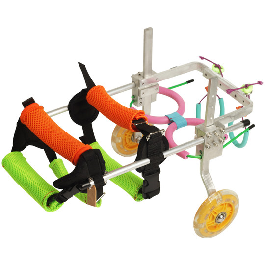 Cat Wheelchair Hind Leg Paralysis Disability Rehabilitation Training ...