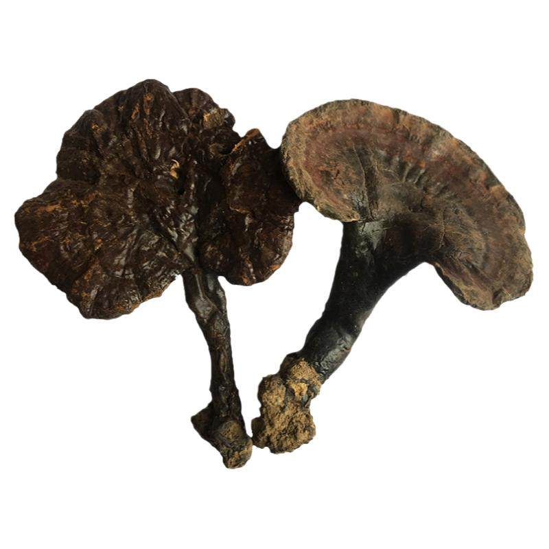 Deep Mountain Ganoderma Lucidum Dried Medicinal Materials - Whole ...