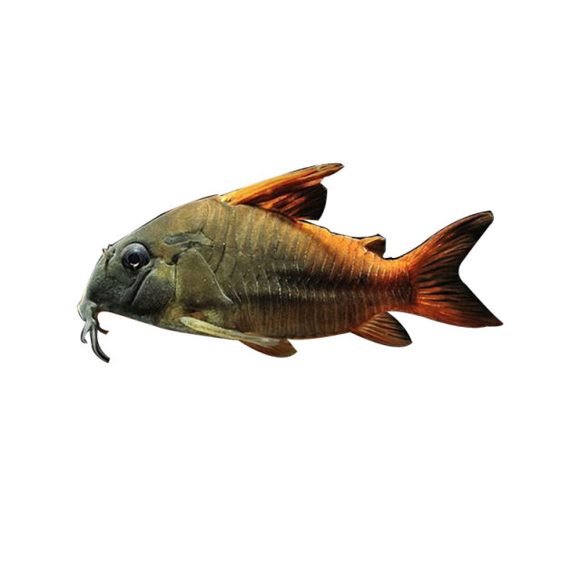 Super Red Sailing Rat Fish South America imported rare red sailing ...