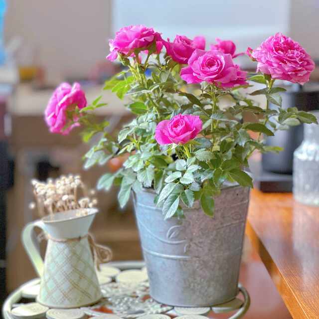 European rose (New Queen) large flower fragrance potted rose family ...