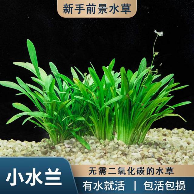 Mini water orchid tank landscaping foreground grass for beginners ...