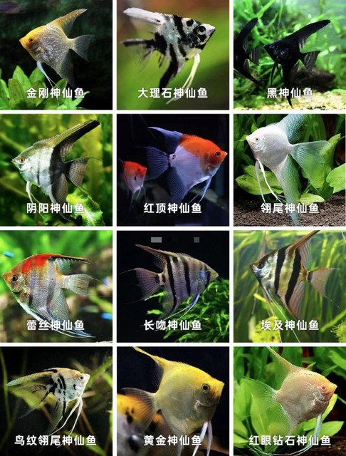 Small angel fish live Peruvian swallow fish small tropical freshwater ...