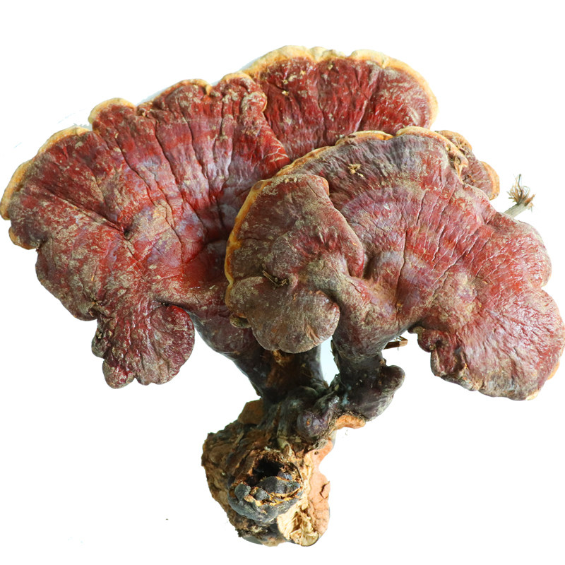 Wild Red Ganoderma 250g - Authentic Changbai Mountain Selection | Large ...
