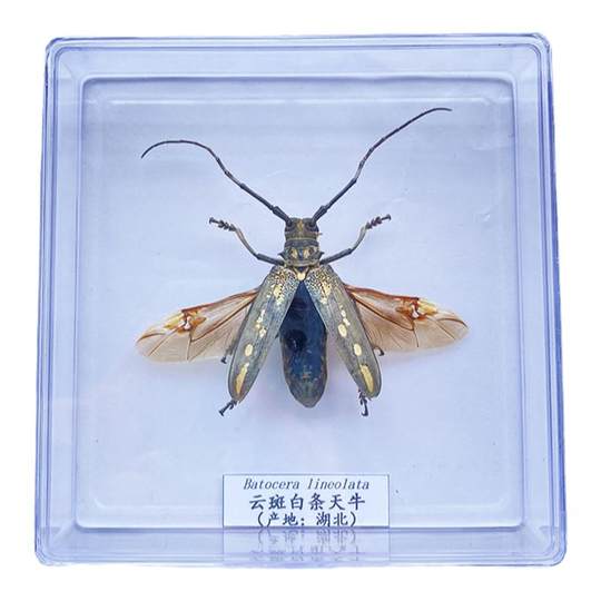 True Insect Butterfly Specimen Box | Student Science Display Collection