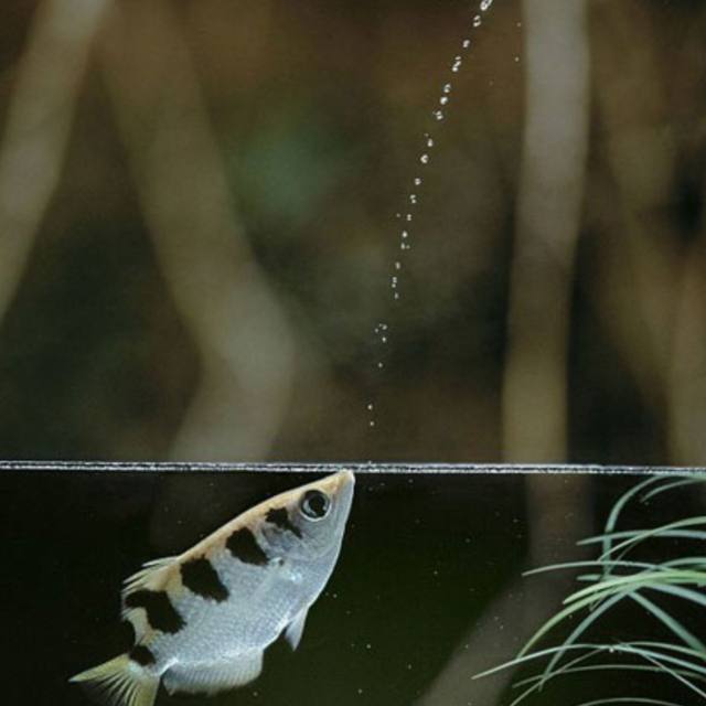 Archer fish golden anti-aircraft gun wading fish has settled in the ...