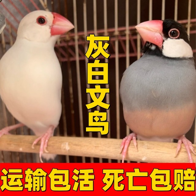 Baiwen Bird Gray Bird Pearl Birds Gray Bird Bird Pet Birds or Watching ...