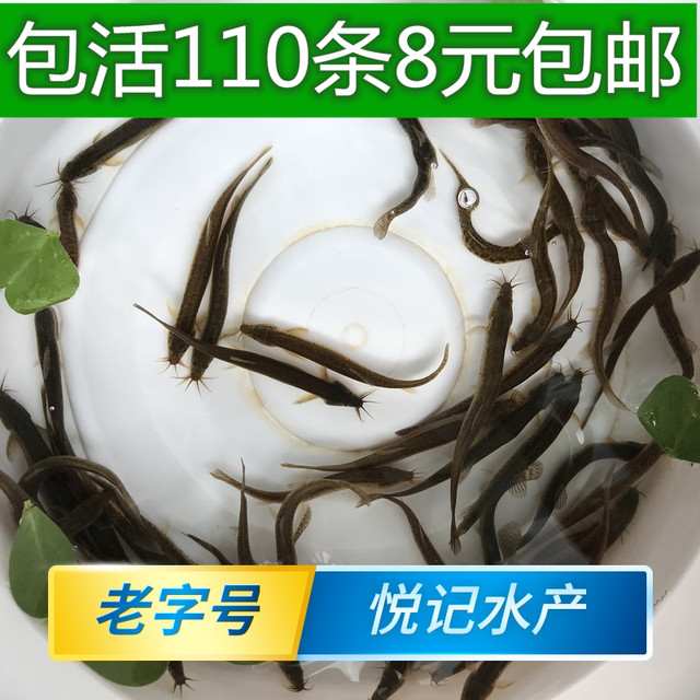 Taiwan small loach seedlings loach fish fresh turtle dragon fish and ...