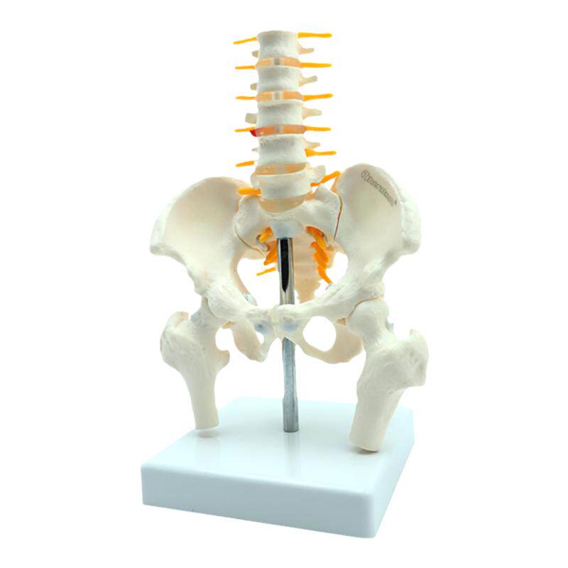 Ttheratools Mini Female Pelvic Model - Jointed Anatomy for Therapy ...