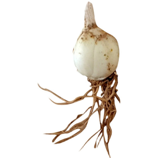 Lanzhou Fresh Edible Sweet Lily Seed Bulb - Flower Seedlings with Roots ...