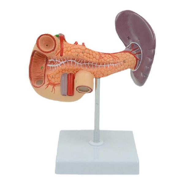 Human organ anatomy model - Bou/0470 | Excellent model