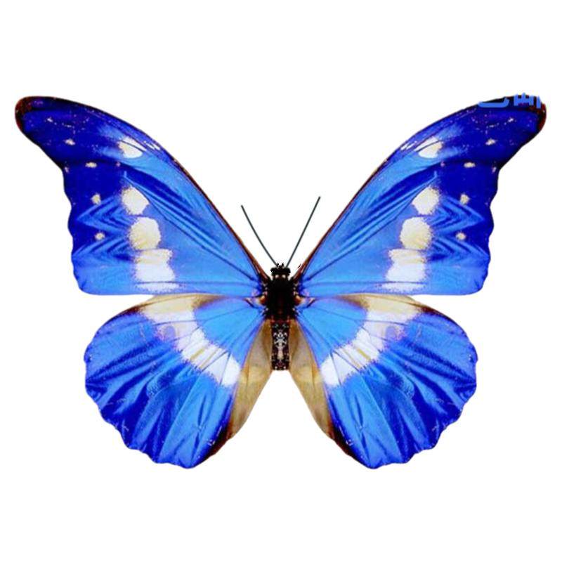 Goddess of Light Morpho Helena Blue Butterfly Specimen | Unspread Wings ...