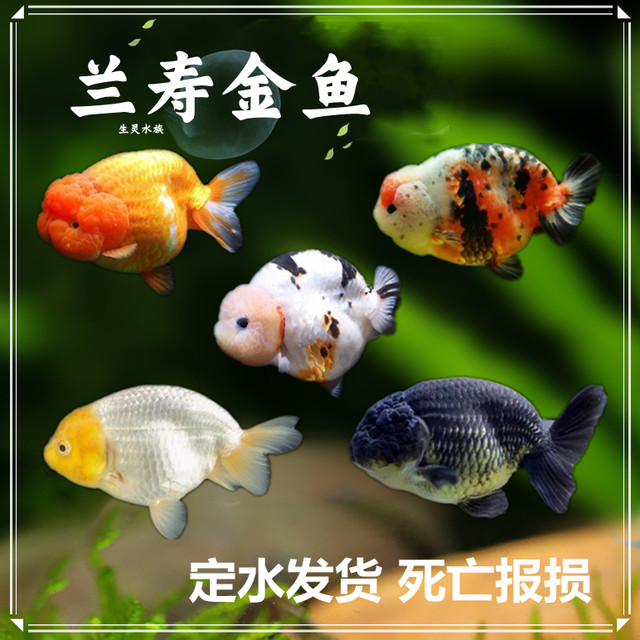 Lanshou goldfish, cold water fish, ornamental fish, live small goldfish ...