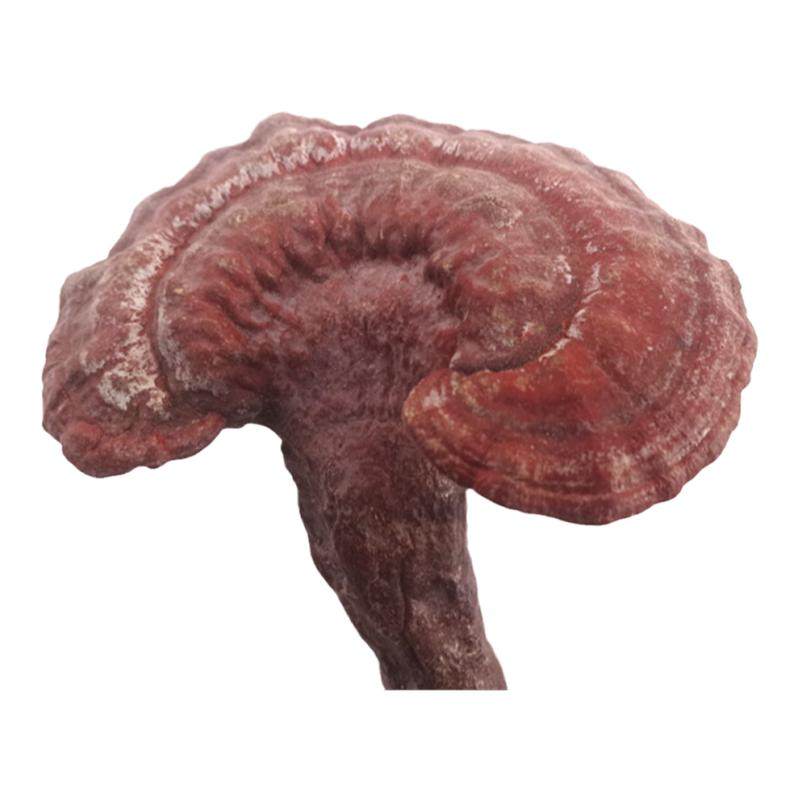 Wild Ganoderma Lucidum - 250g - Shennongjia Origin