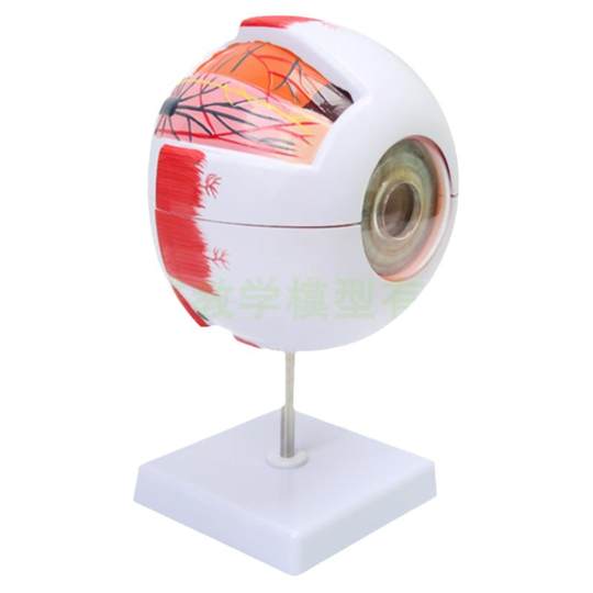 Human Eyeball Model 6 Times Magnified | ENT Eye Structure Anatomy ...