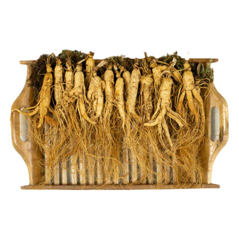 Changbai Mountain Ginseng - Authentic Wild Northeast Forest Ginseng ...