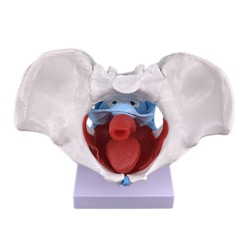 Movable Female Pelvis and Pelvic Floor Muscle Model Femoral Pelvic ...